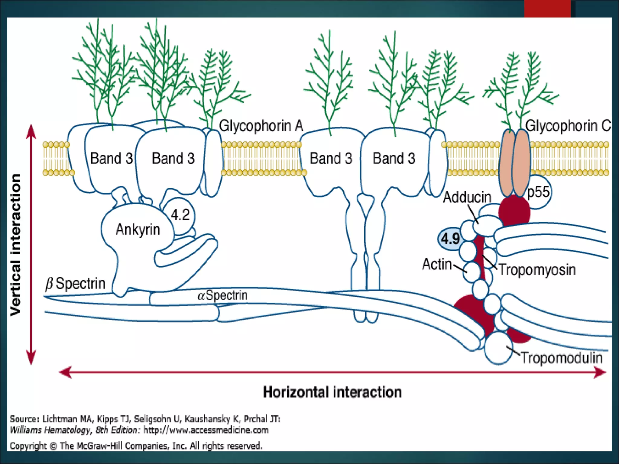 RBC Membrane Defects | PPT