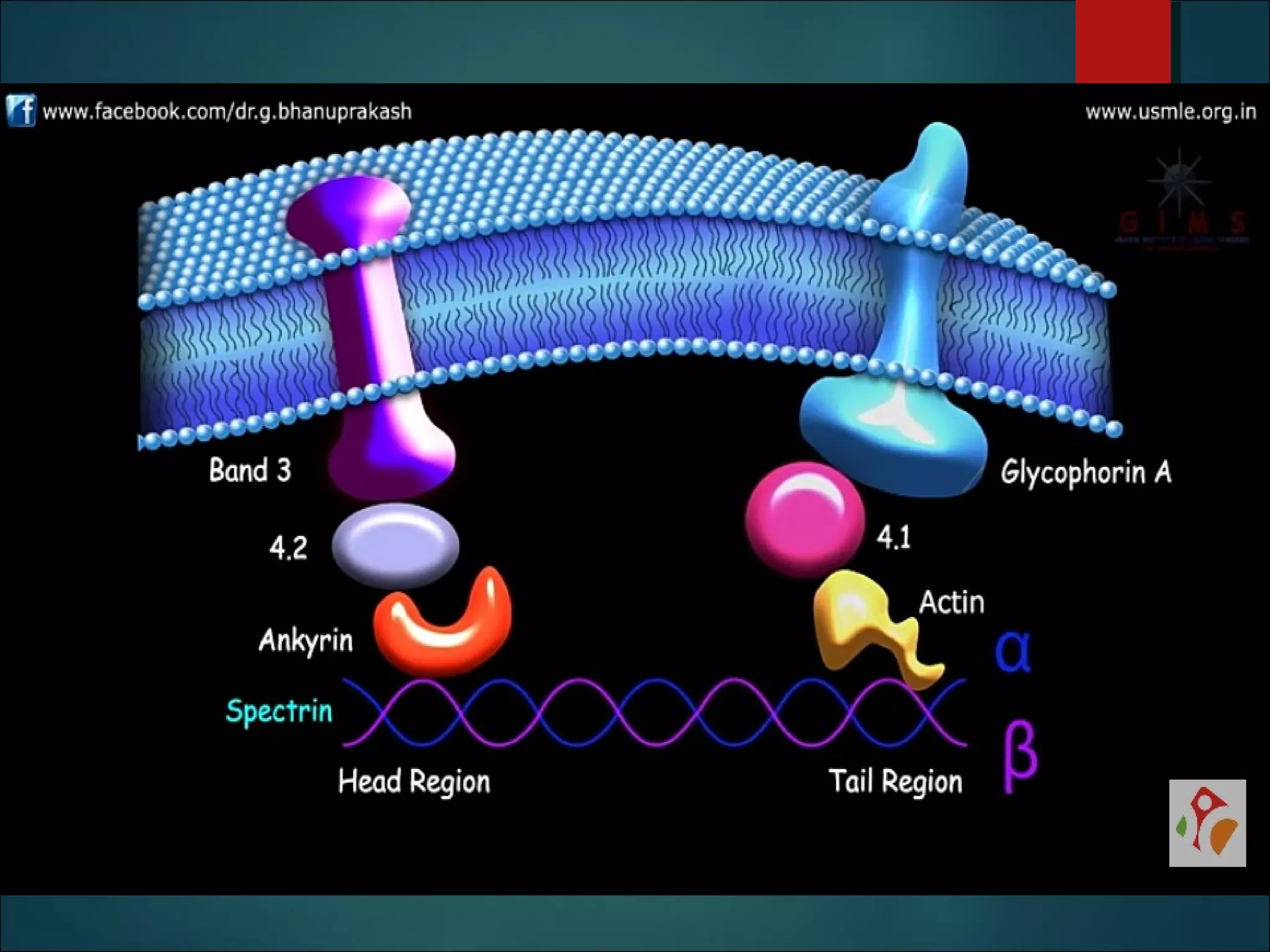 RBC Membrane Defects | PPT