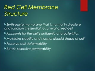 Red Blood Cell Membrane Structure