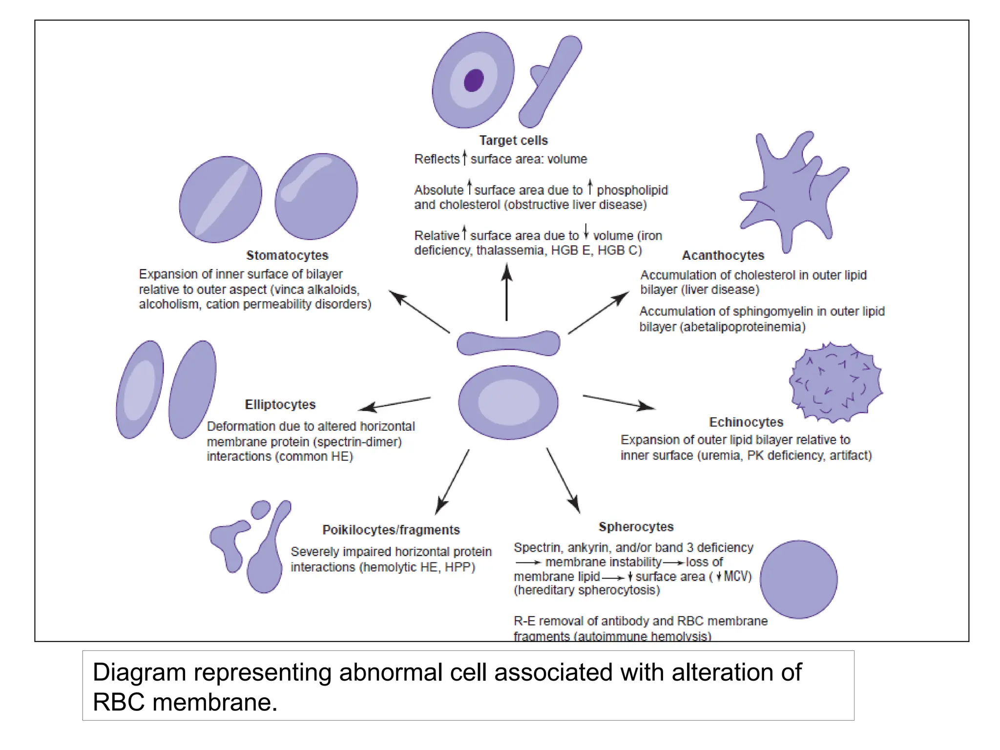 RBC MEMBRANE DEFECTS final presentation.pptx