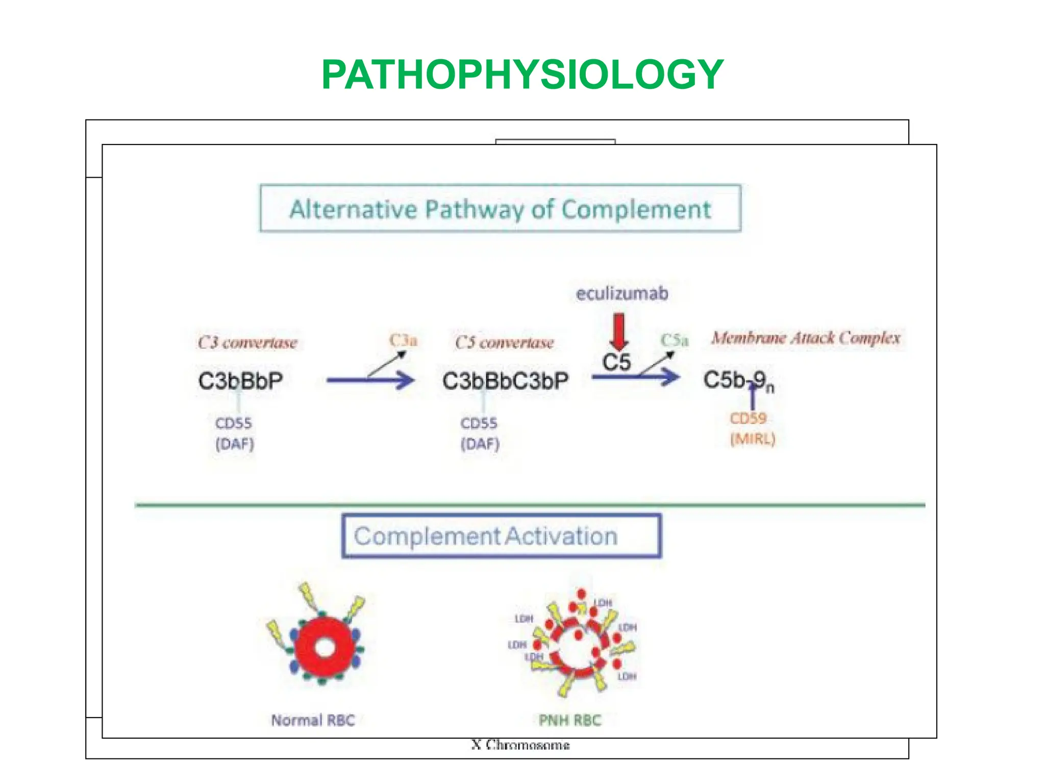 RBC MEMBRANE DEFECTS final presentation.pptx