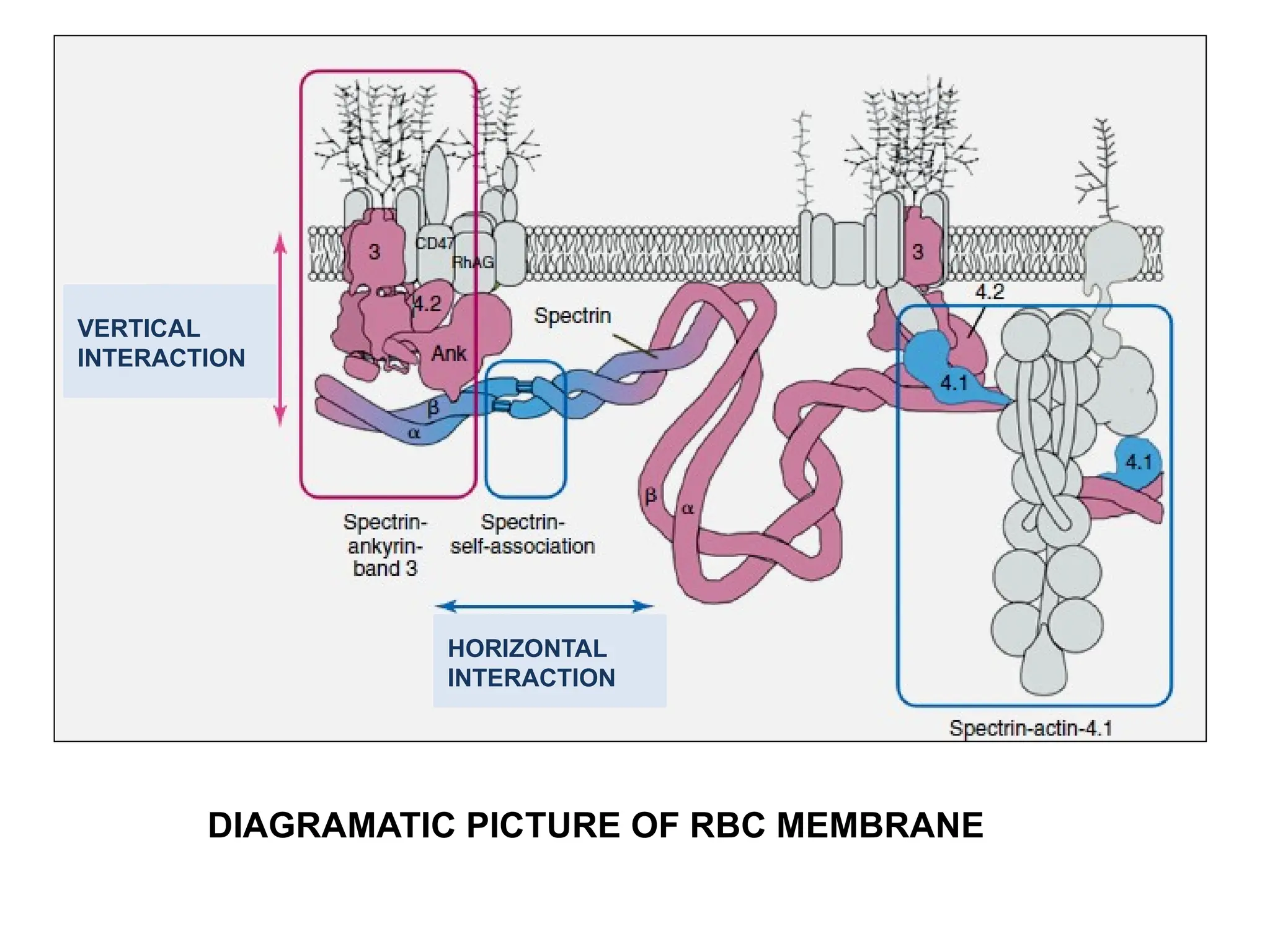 RBC MEMBRANE DEFECTS final presentation.pptx