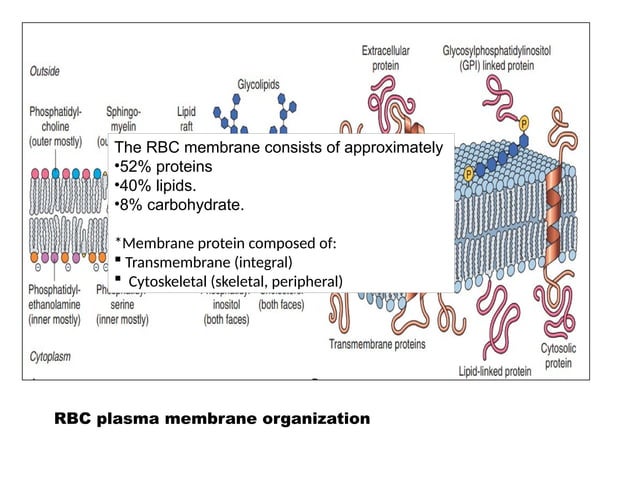 RBC MEMBRANE DEFECTS final presentation.pptx