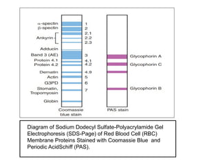 RBC MEMBRANE DEFECTS final presentation.pptx