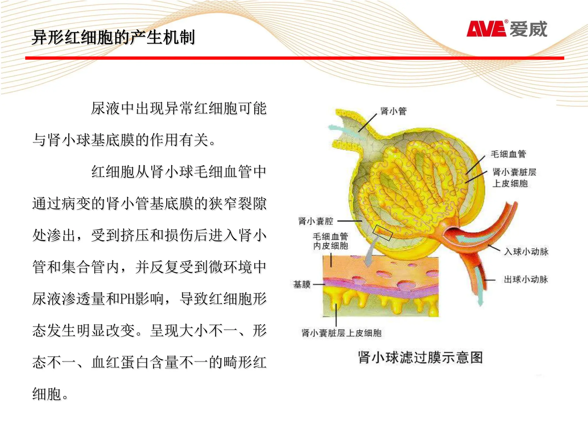 rbc morphological analysis. rbc morphological analysis | PPT