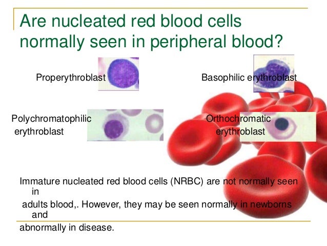 Types Of Rbc Morphology