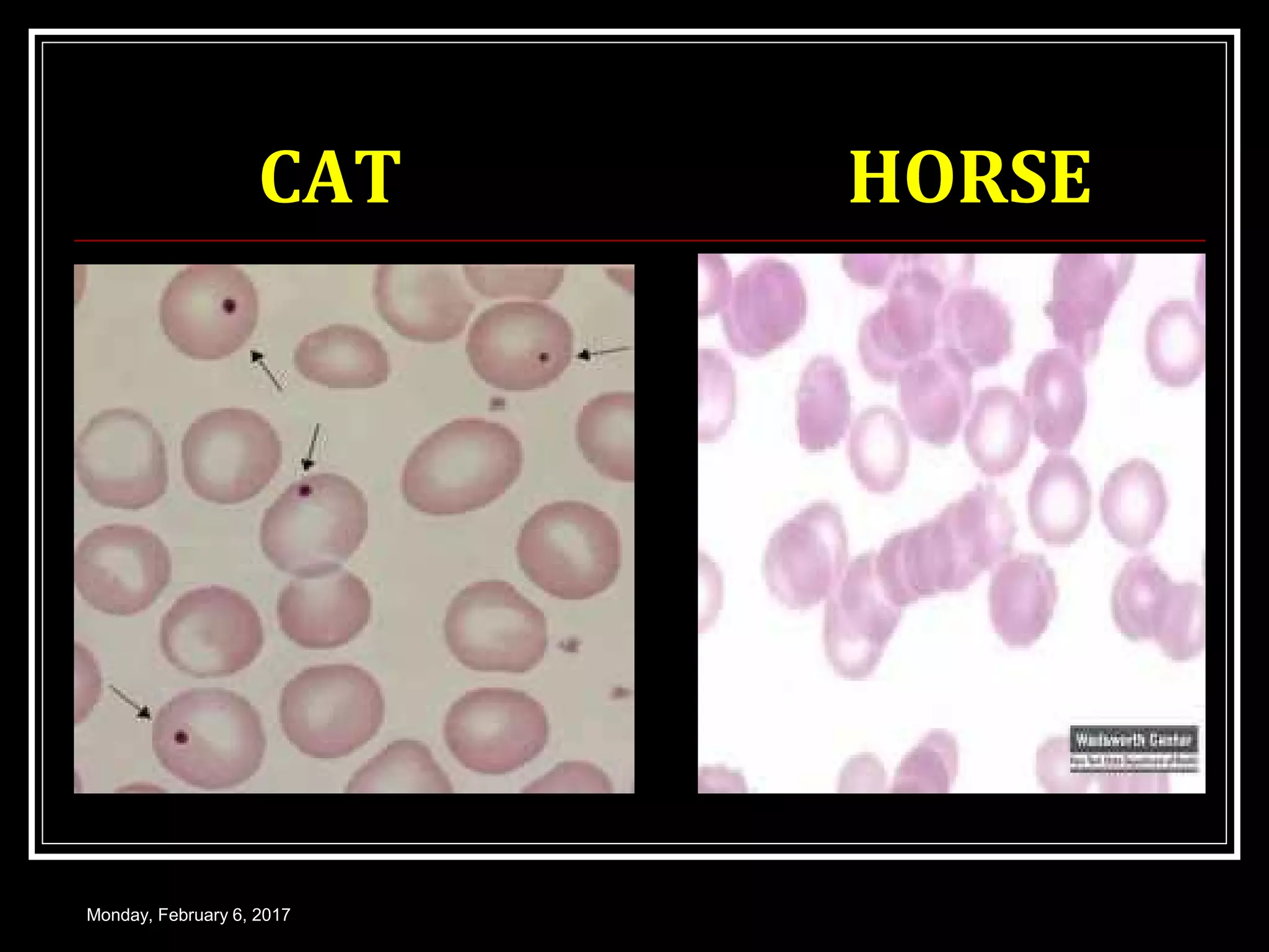 Rbc morphology | PPT