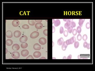 Rbc morphology | PPT