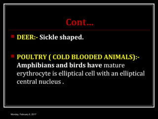 Rbc morphology | PPT