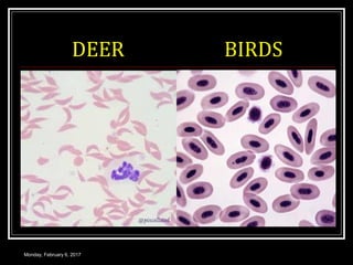 Rbc morphology | PPT