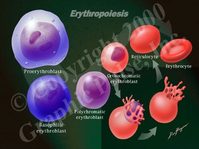 Rbc morphology | PPT | Blood Disorders | Diseases and Conditions