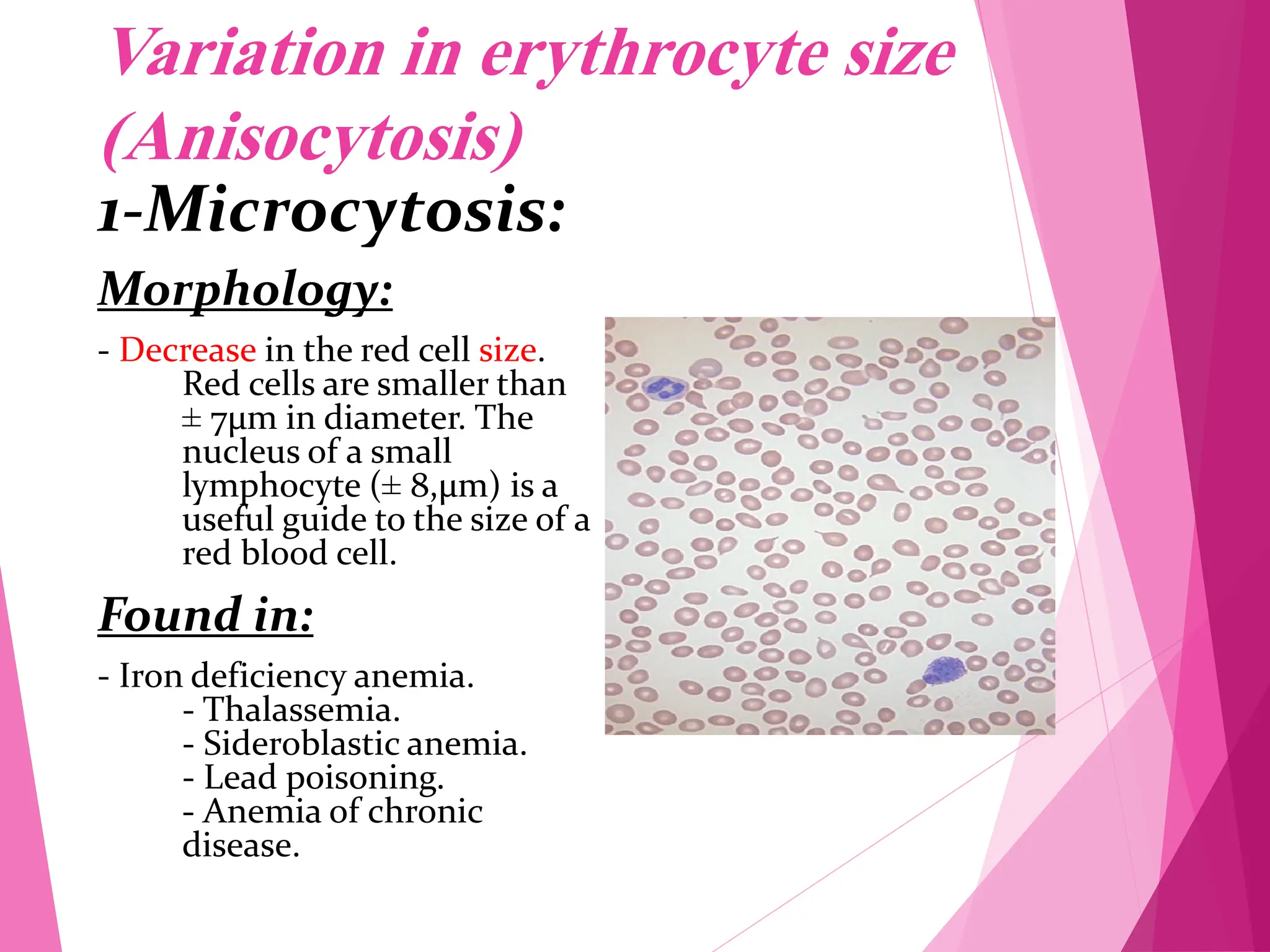 RBC Morphology.pdf
