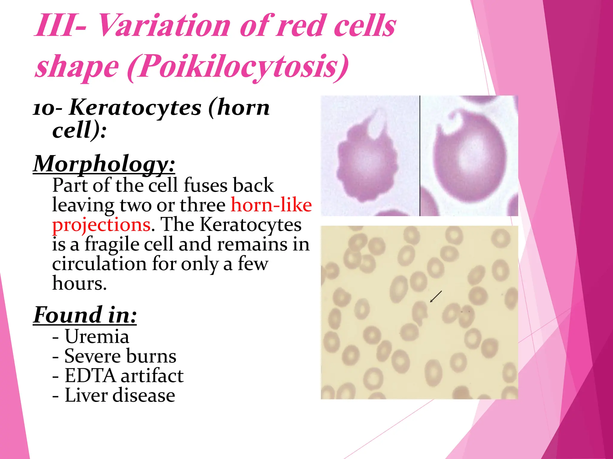 RBC Morphology.pdf