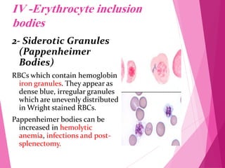 RBC Morphology.pdf