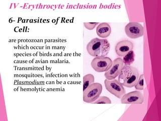 RBC Morphology.pdf