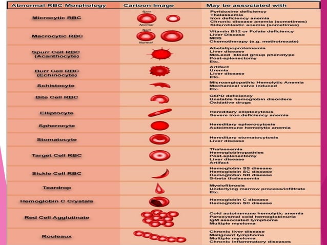 RBC Morphology.pdf
