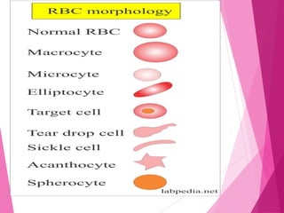 RBC Morphology.pdf