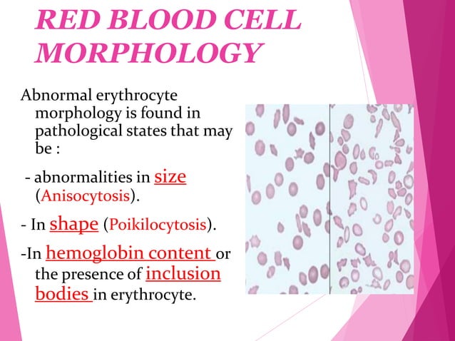 RBC Morphology.pdf
