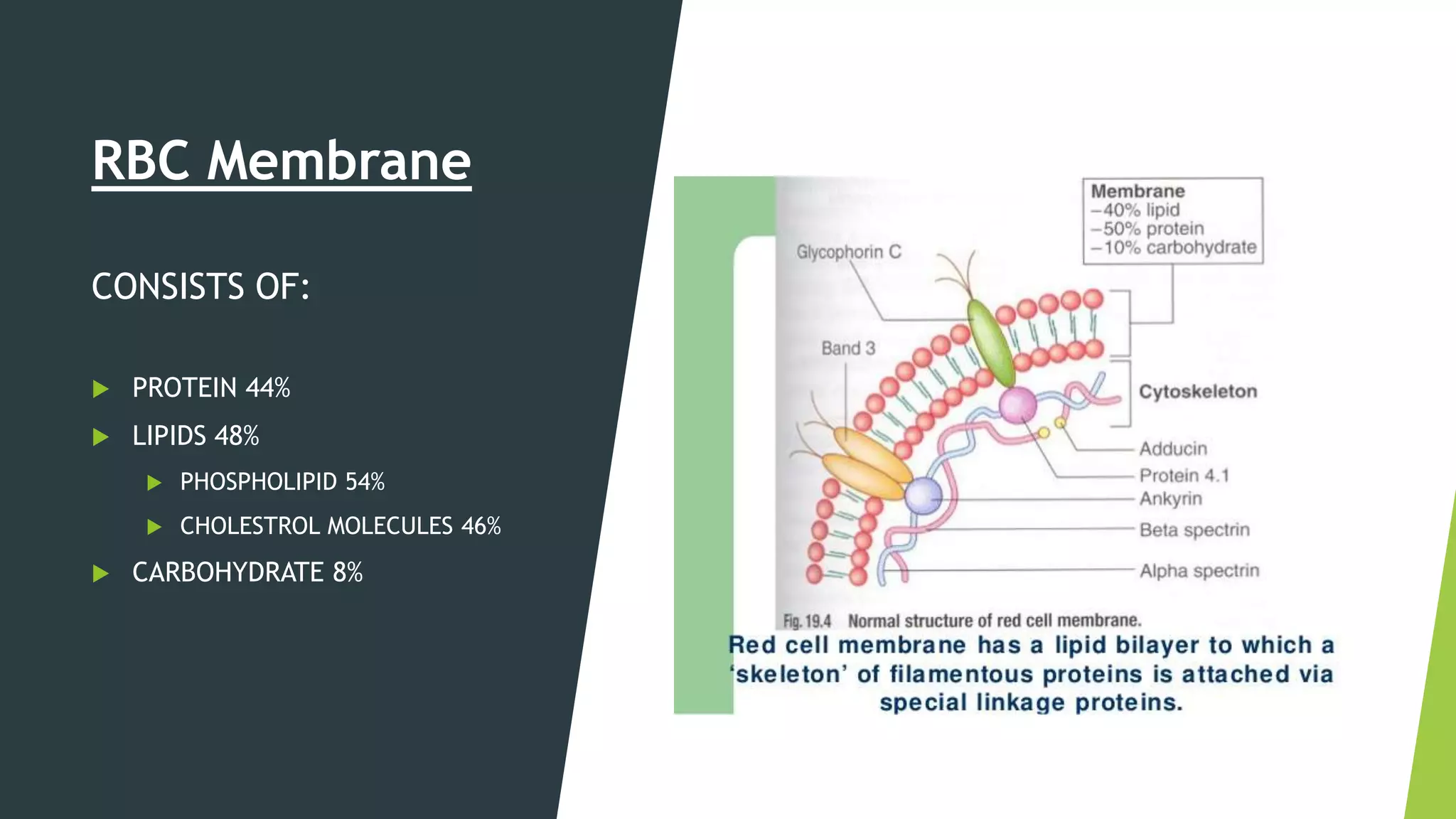 Rbc Structure and Physiology | PPTX