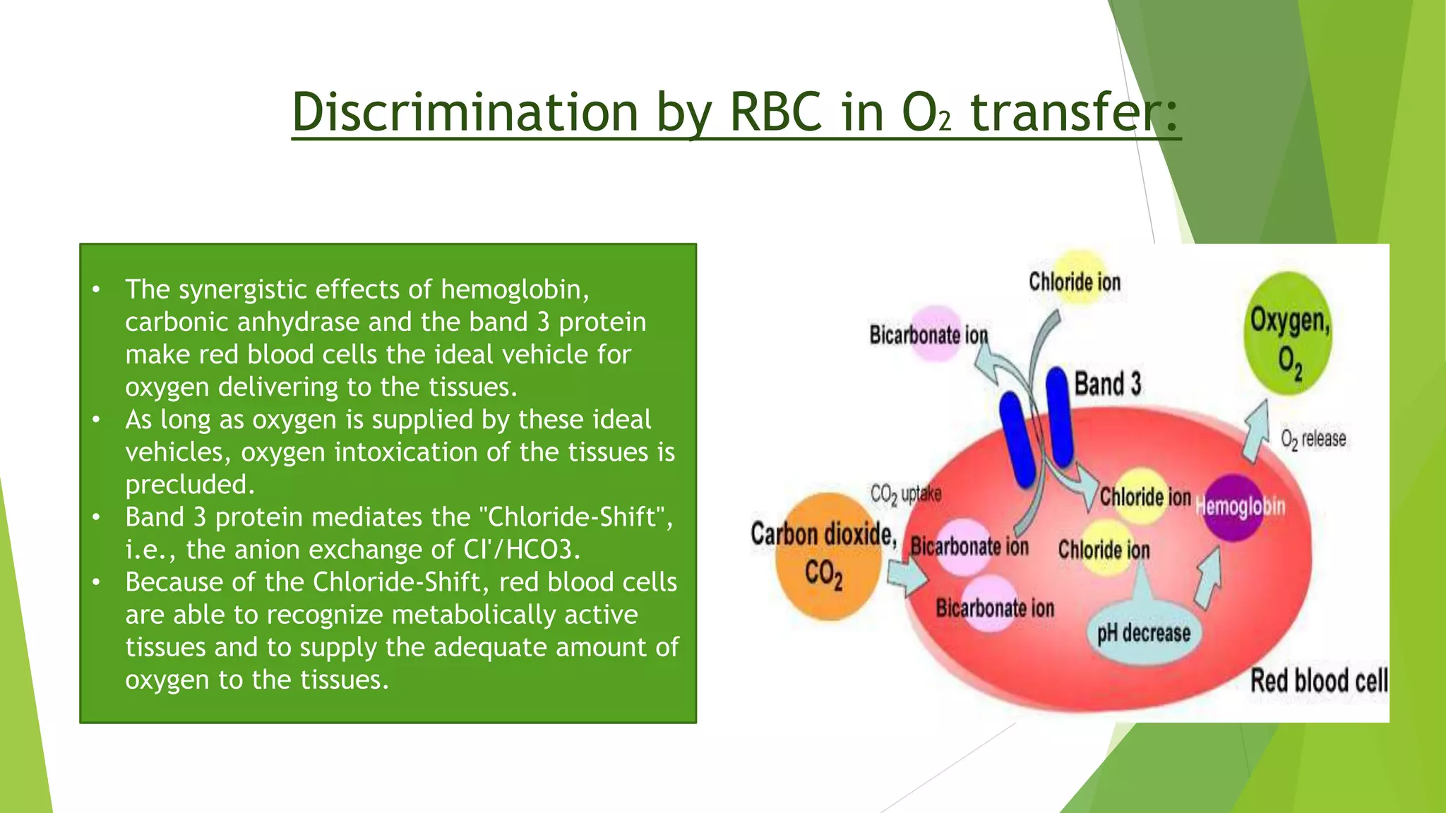 Rbc Structure and Physiology | PPTX