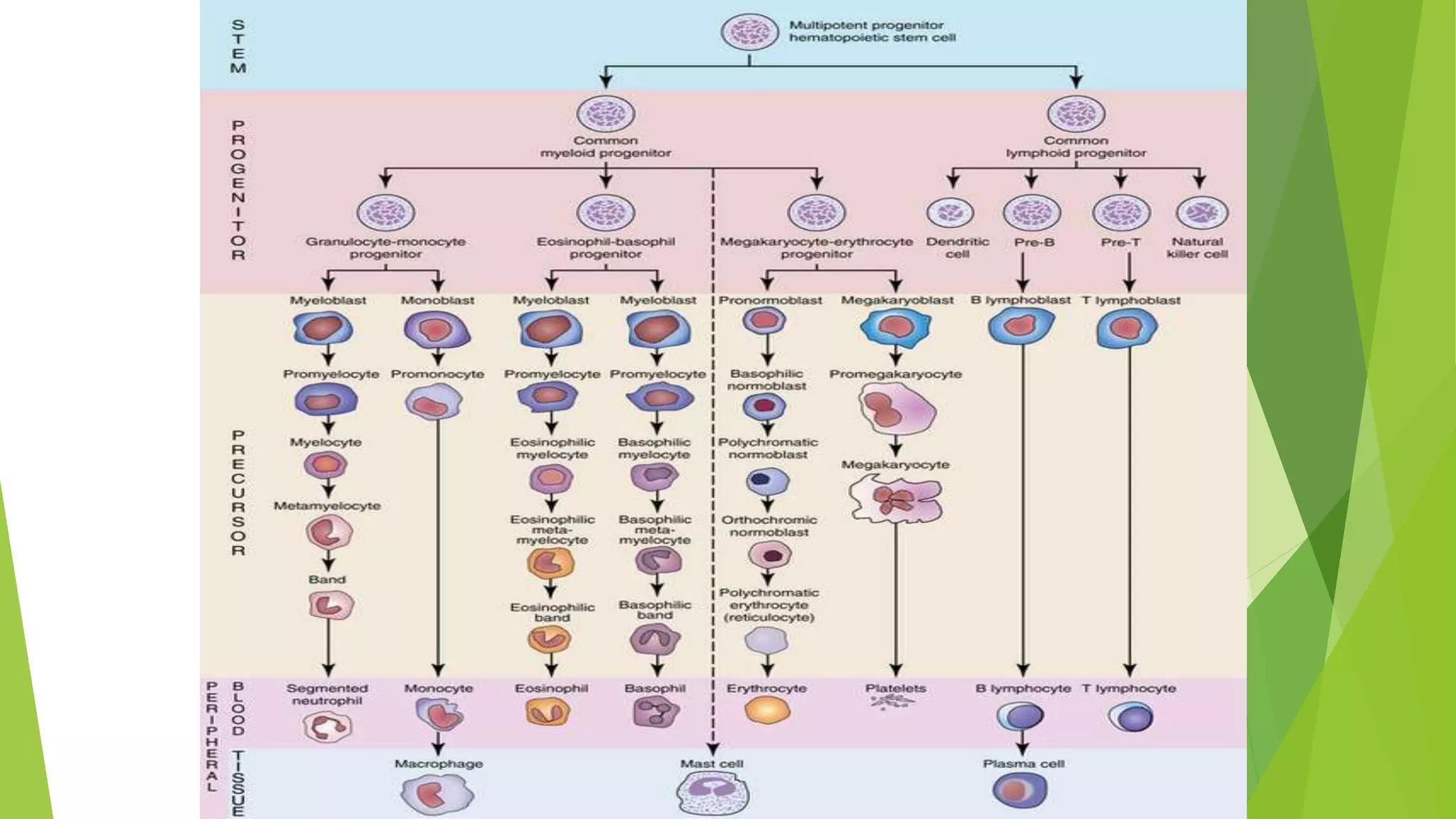 Rbc Structure and Physiology | PPTX