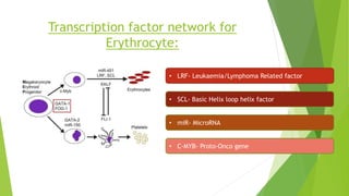 Rbc Structure and Physiology | PPTX