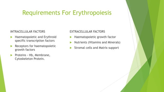 Rbc Structure and Physiology | PPTX | Blood Disorders | Diseases and ...