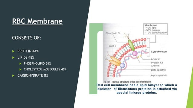Rbc Structure and Physiology | PPTX | Blood Disorders | Diseases and ...