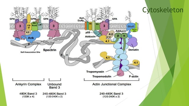 Rbc Structure and Physiology | PPTX | Blood Disorders | Diseases and ...
