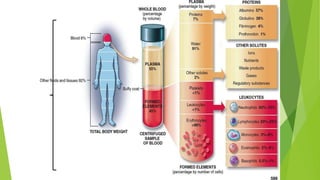 Rbc Structure and Physiology | PPTX | Blood Disorders | Diseases and ...