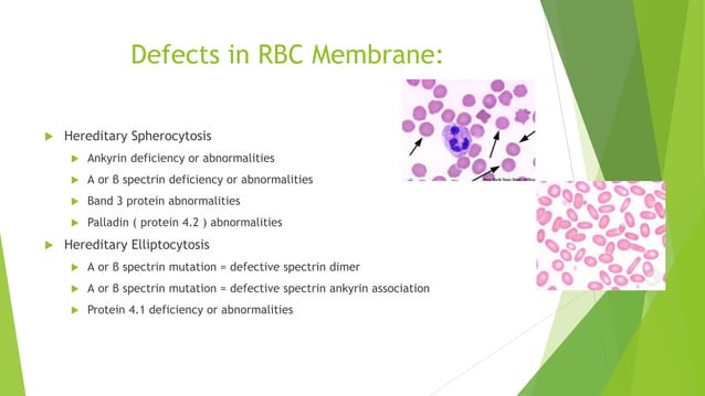 Rbc Structure and Physiology | PPT