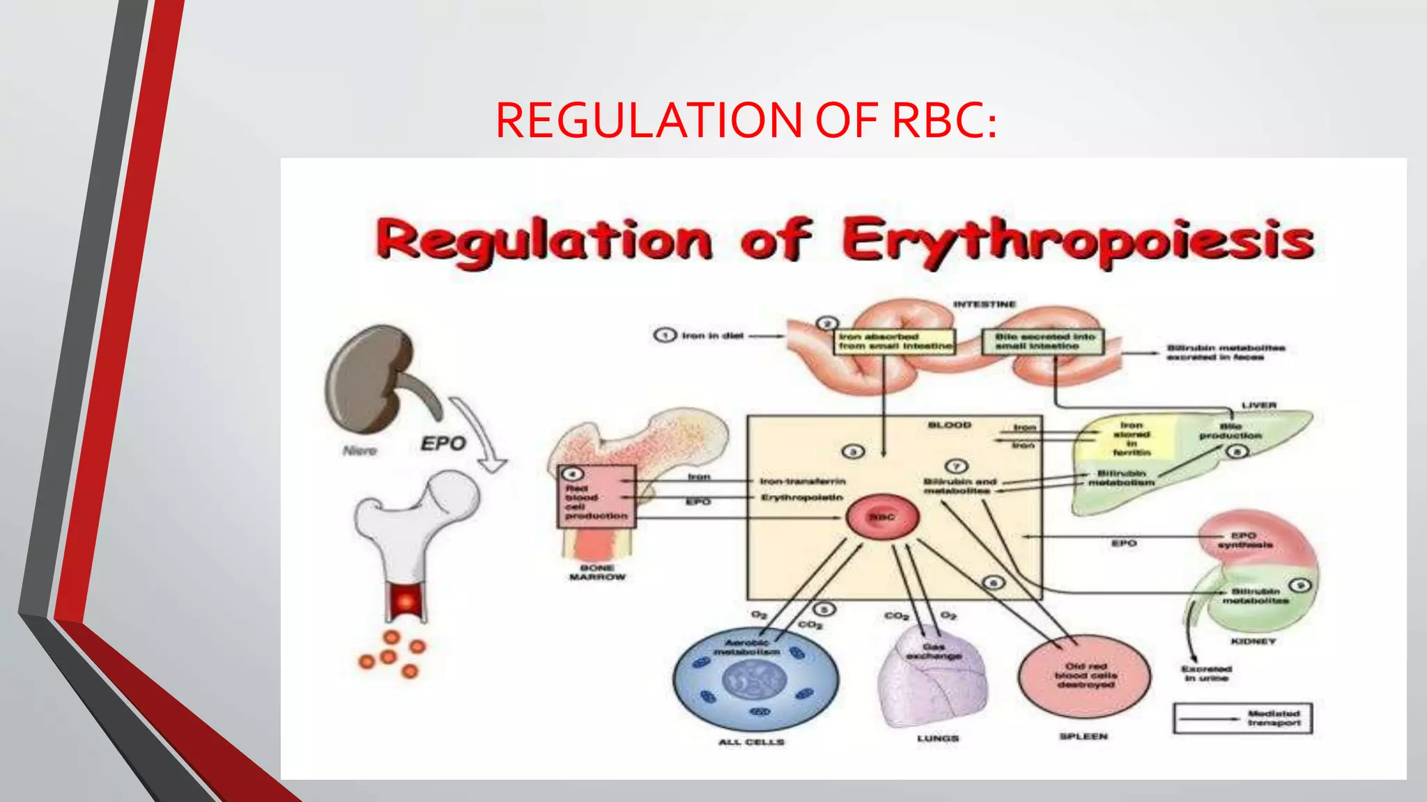 RED BLOOD CELLS (RBC) | PPTX