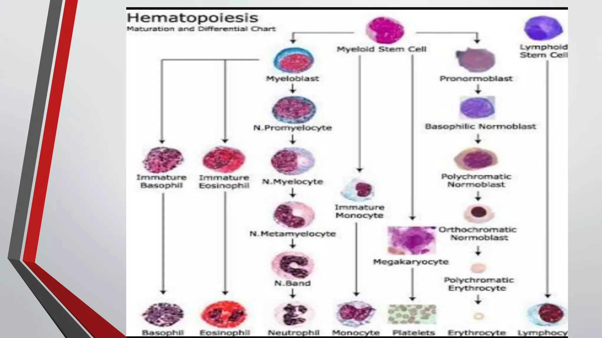 RED BLOOD CELLS (RBC) | PPTX