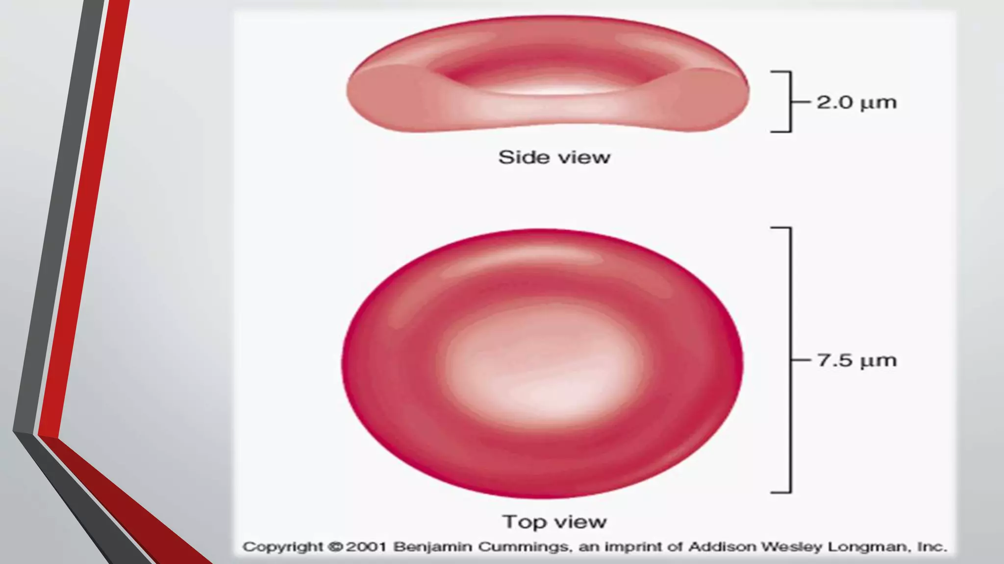 RED BLOOD CELLS (RBC) | PPTX
