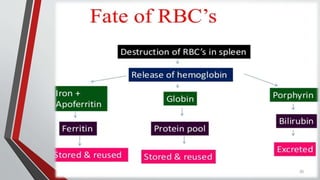 RED BLOOD CELLS (RBC) | PPTX