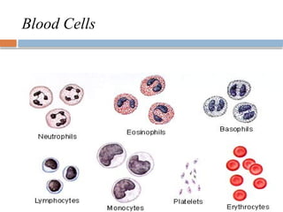 RBCs-Abnormal-morphology-final. Cytomophologypptx | PPT