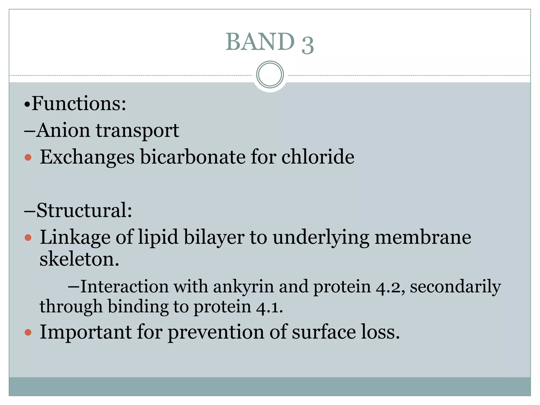 Rbc structure and metabolism | PPTX