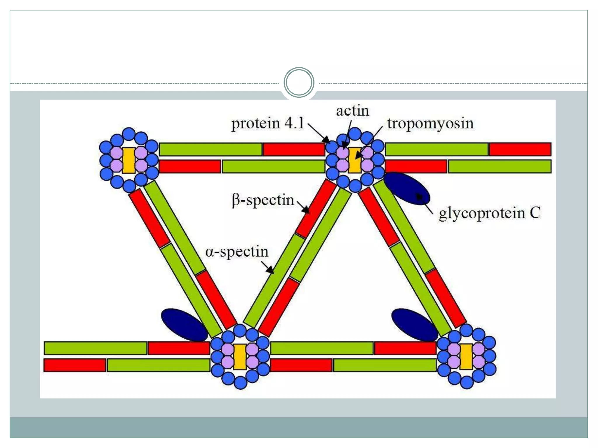 Rbc structure and metabolism | PPTX