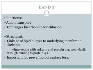 Rbc structure and metabolism | PPTX