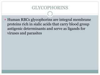 Rbc structure and metabolism | PPTX