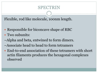 Rbc structure and metabolism | PPTX