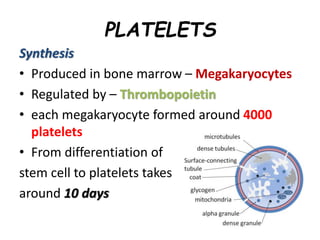 red blood cells, White blood cells & platelets | PPTX