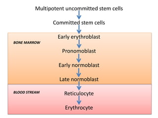 red blood cells, White blood cells & platelets | PPTX