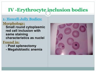 RBC & WBC abnormalities and their interpretation | PPTX