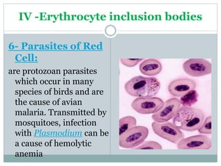 RBC & WBC abnormalities and their interpretation | PPTX