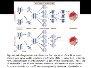 Rb gene and cell cycle | PPT