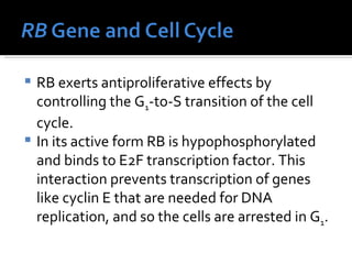 Rb gene and cell cycle | PPT