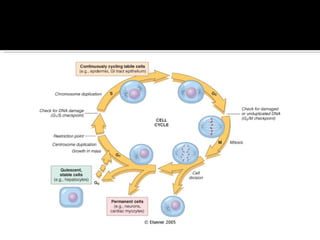 Rb gene and cell cycle | PPT