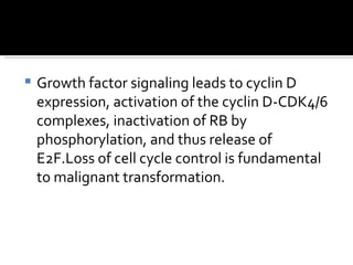 Rb gene and cell cycle | PPT