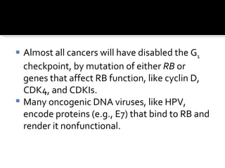 Rb gene and cell cycle | PPT